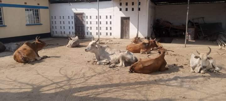 3 YEARS IHL FOR STEALING CATTLE - Avant Publications